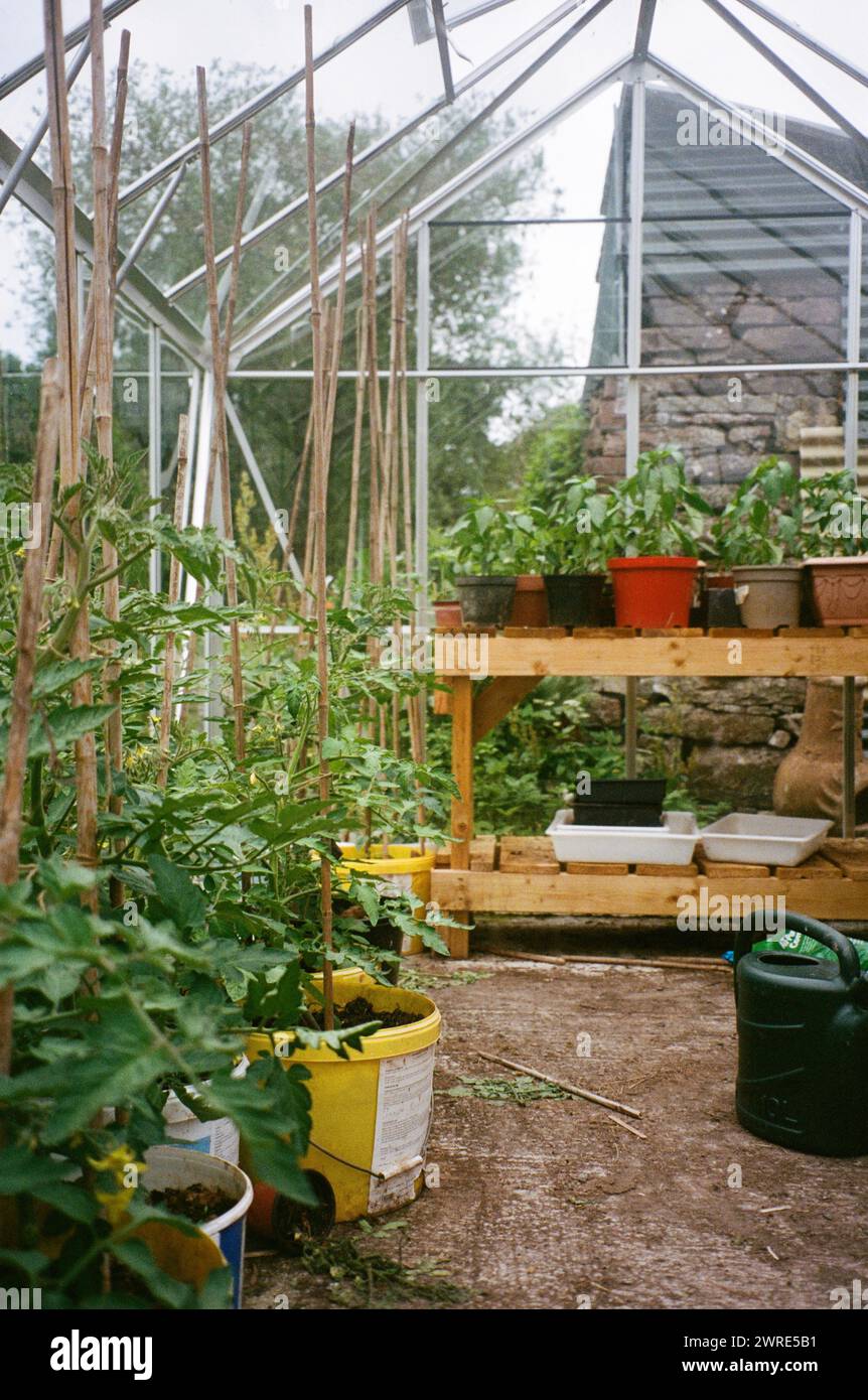 Greenhouse in garden with a variety of plant pots and plants like ...