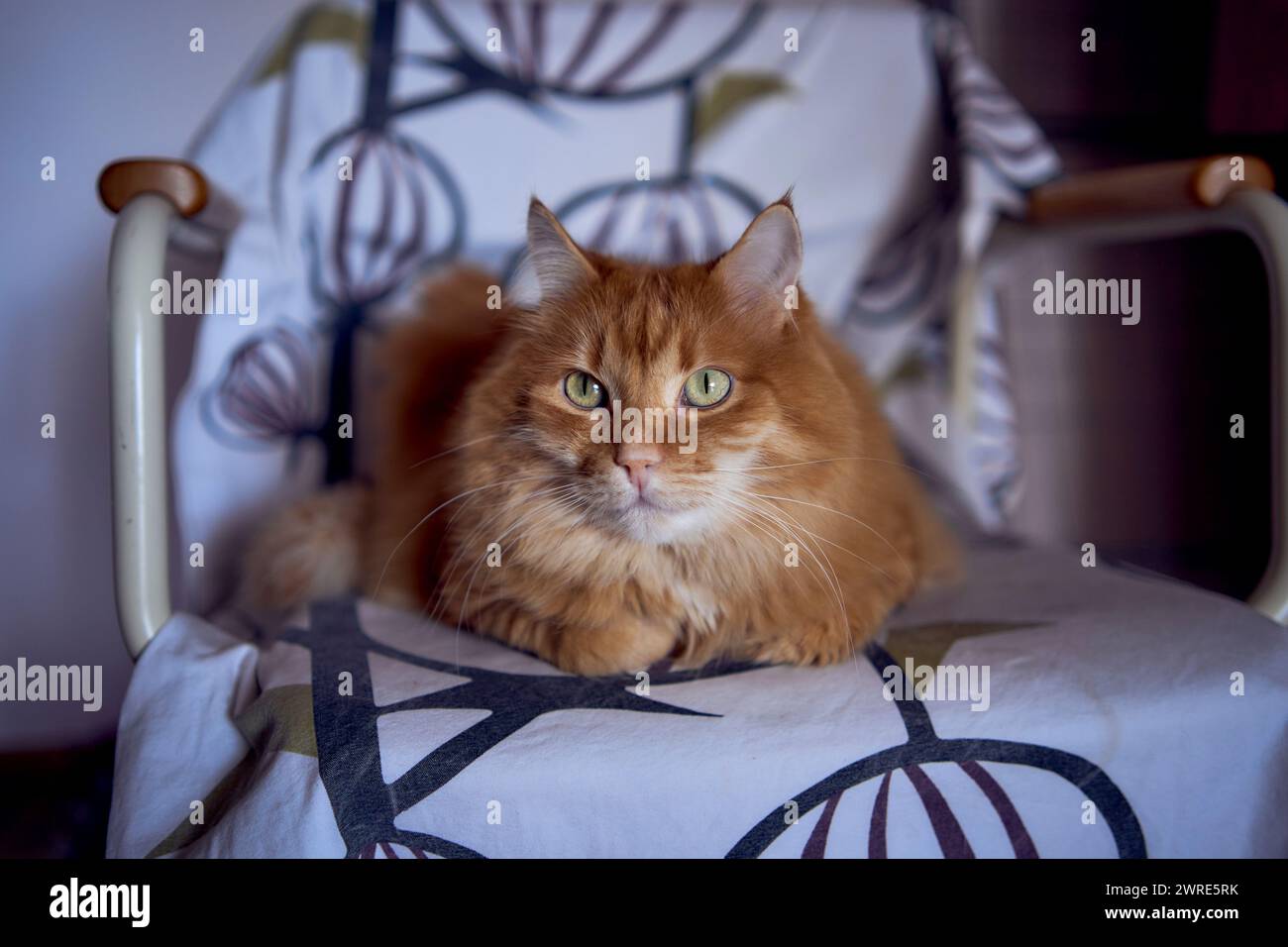fluffy red cat is sitting on a chair Stock Photo - Alamy