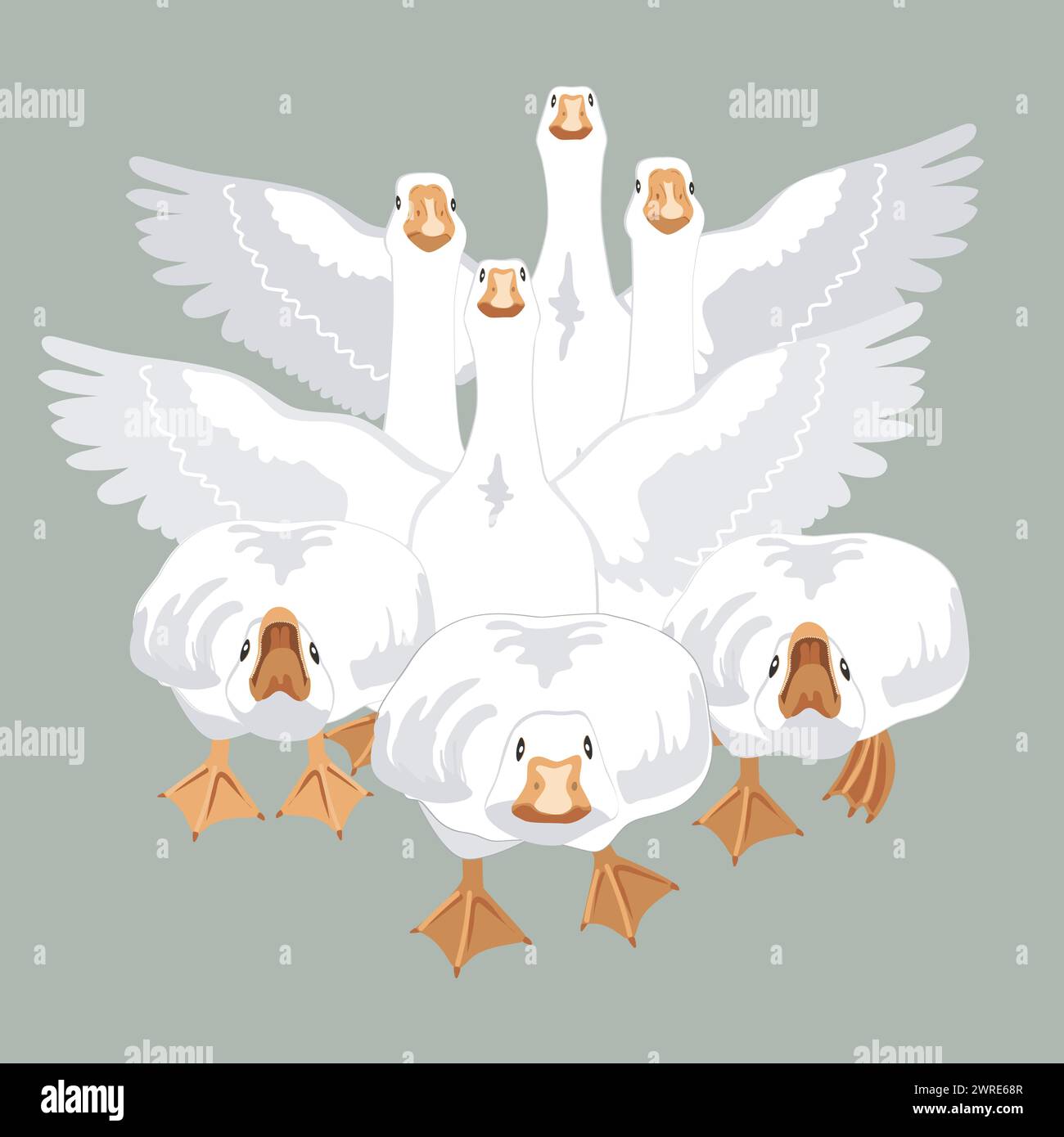 Angry and brave geese running and going to bite probably. Goose birds ...