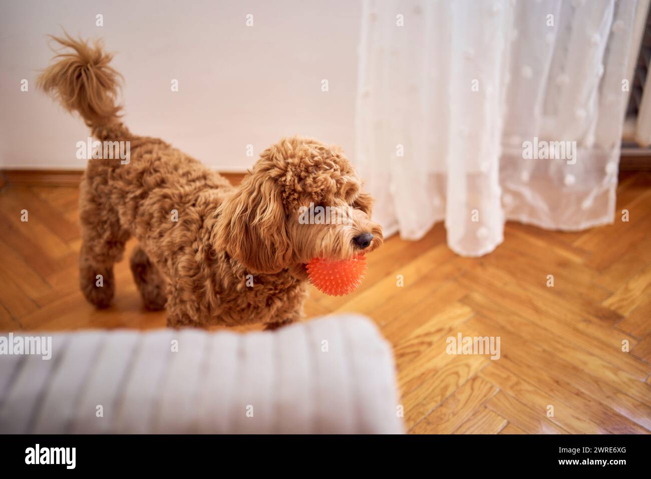 Ockapoo hi-res stock photography and images - Alamy