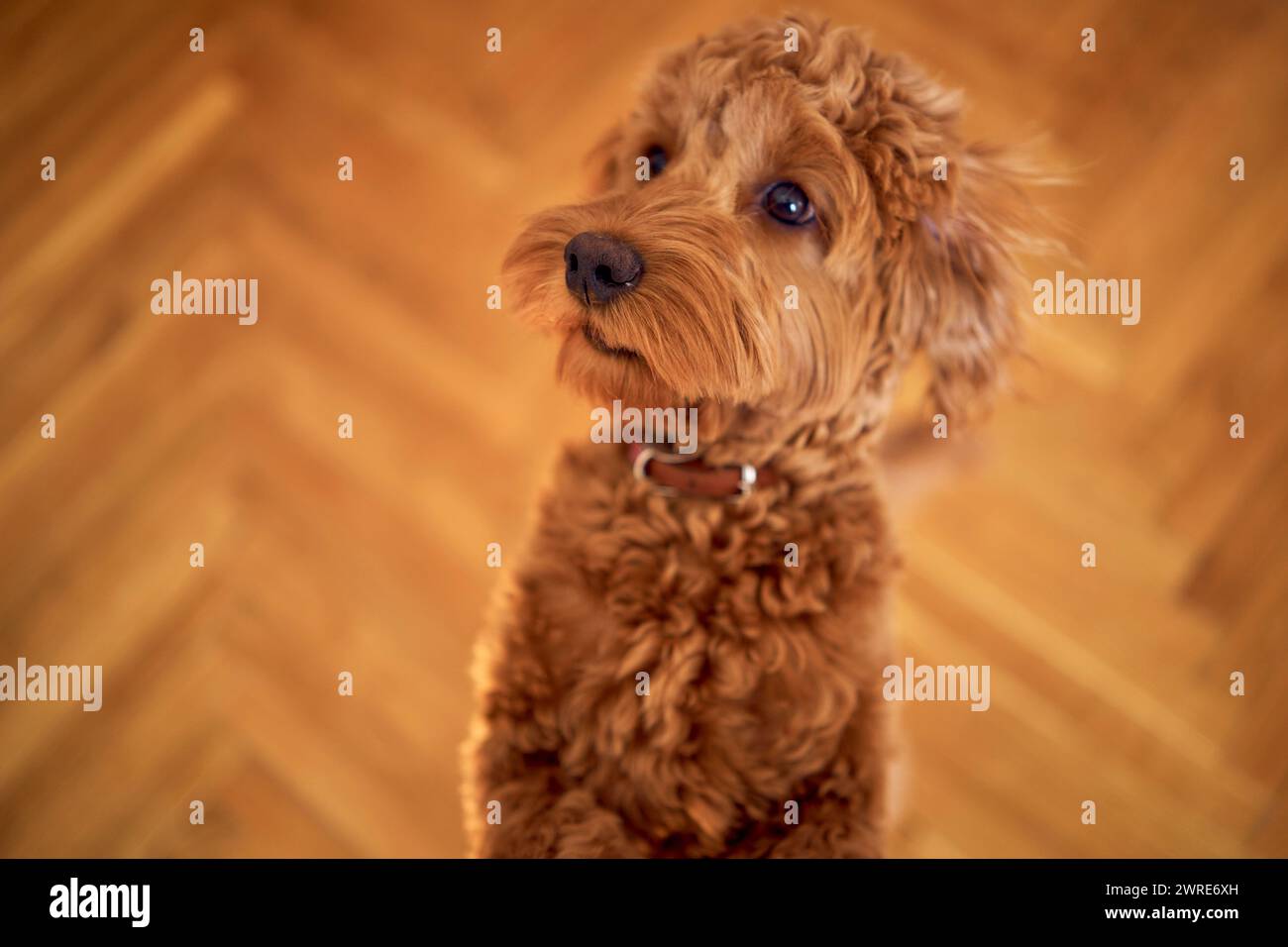Cockapoo girl hi-res stock photography and images - Alamy