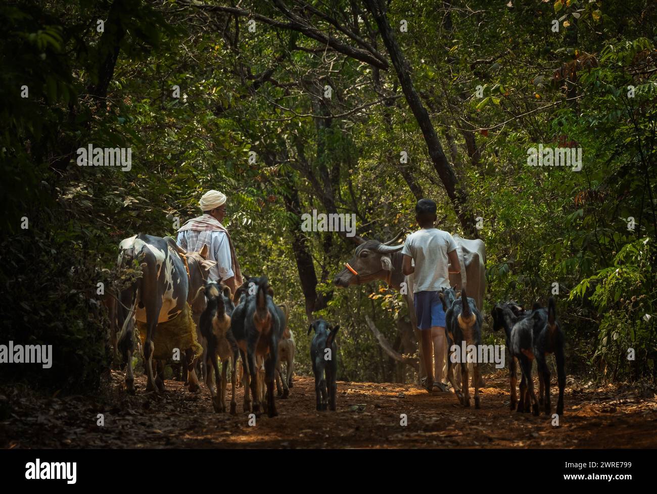 Indian shepherds herding goats and sheep in Maharashtra India. Indian ...