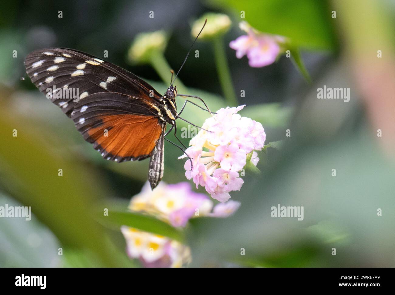12 March 2024, Hesse, Frankfurt/Main: A butterfly sits on a leaf in the ...