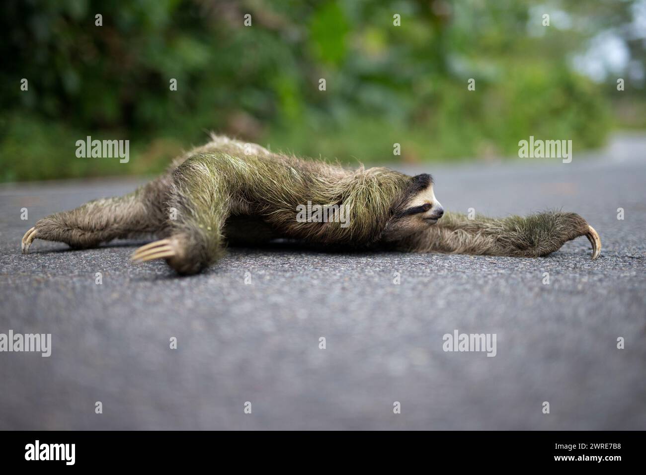 Algae covered sloth hi-res stock photography and images - Alamy