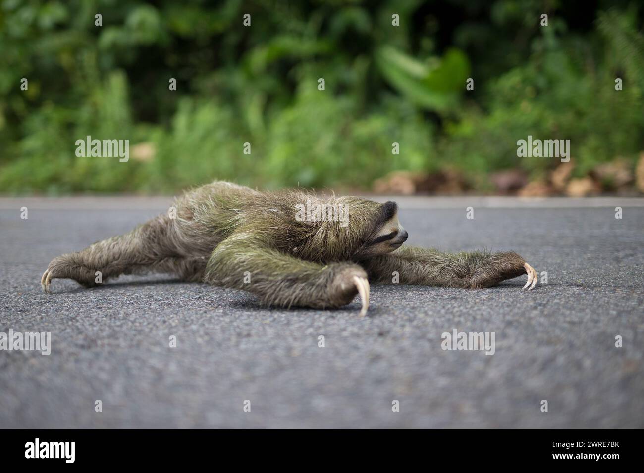 Algae covered sloth hi-res stock photography and images - Alamy