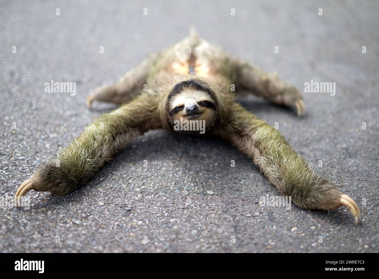 Algae covered sloth hi-res stock photography and images - Alamy