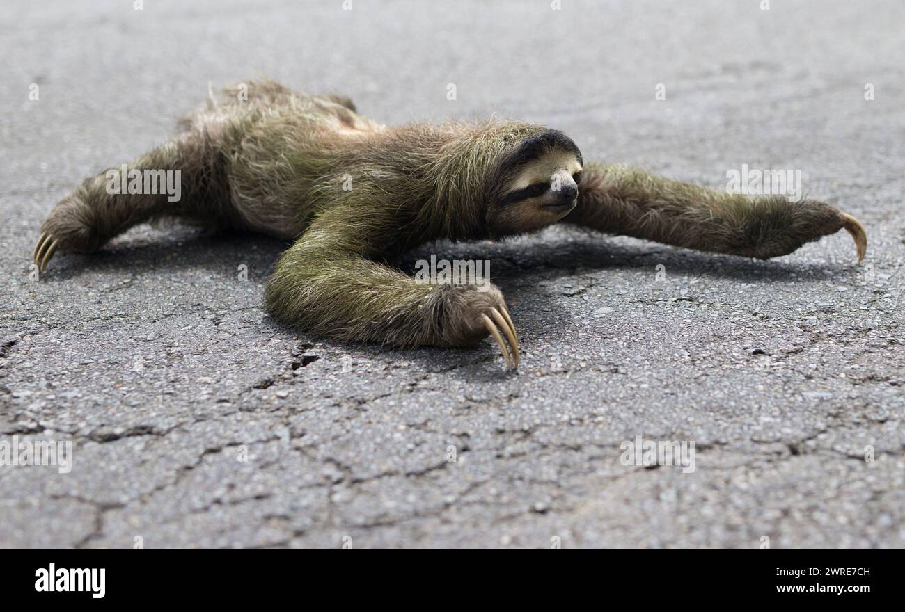 Algae covered sloth hi-res stock photography and images - Alamy