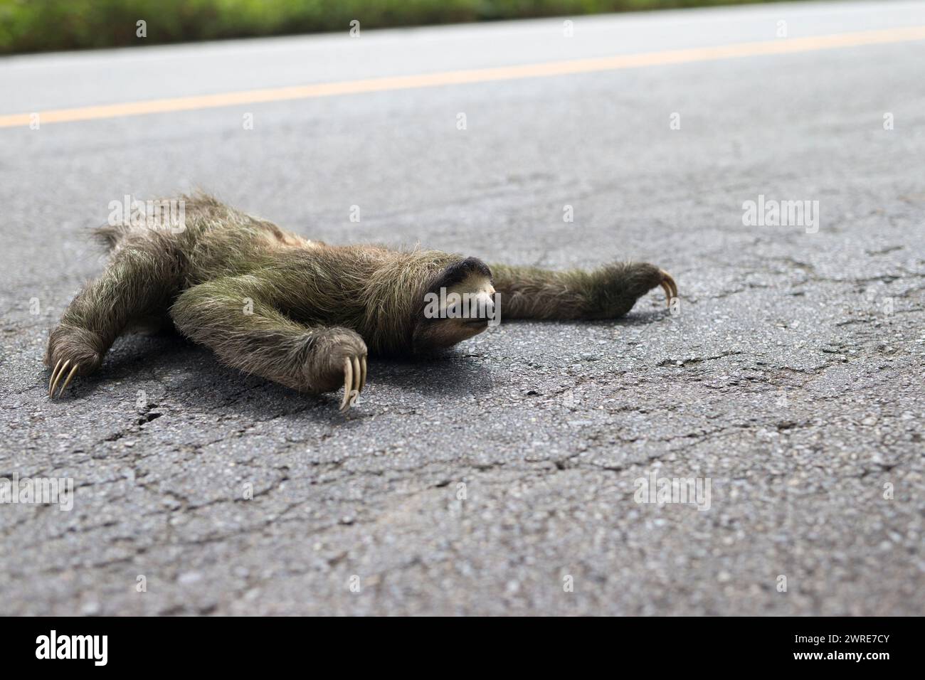 Algae covered sloth hi-res stock photography and images - Alamy