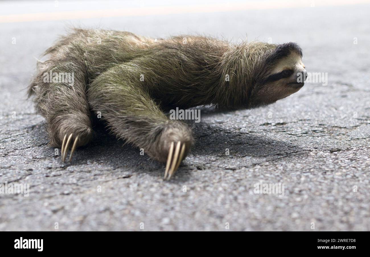 Algae covered sloth hi-res stock photography and images - Alamy