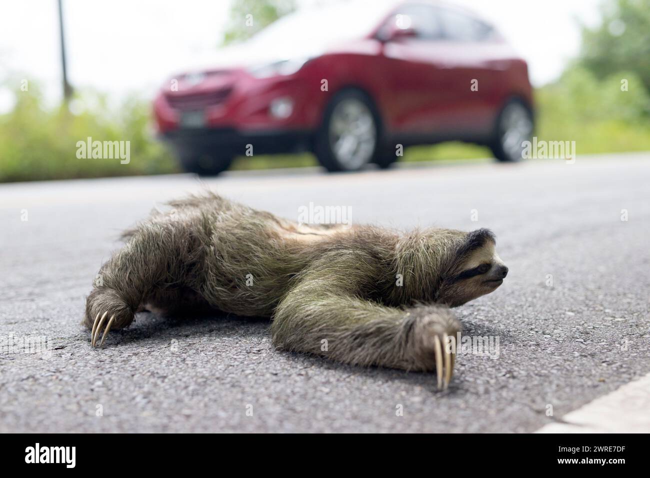 Algae covered sloth hi-res stock photography and images - Alamy