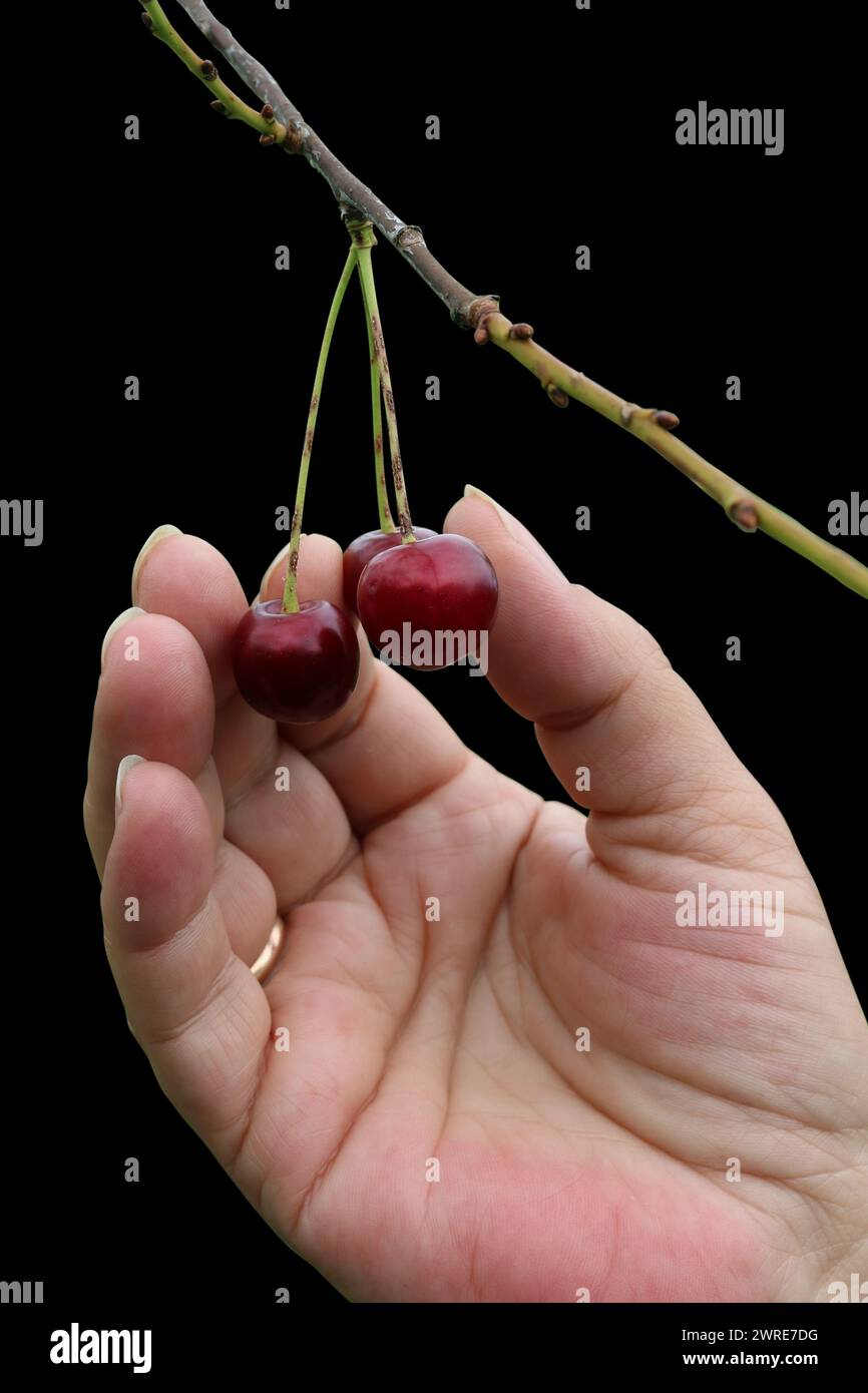 Woman's fingers plucking ripe cherries from a branch. Isolated on black ...