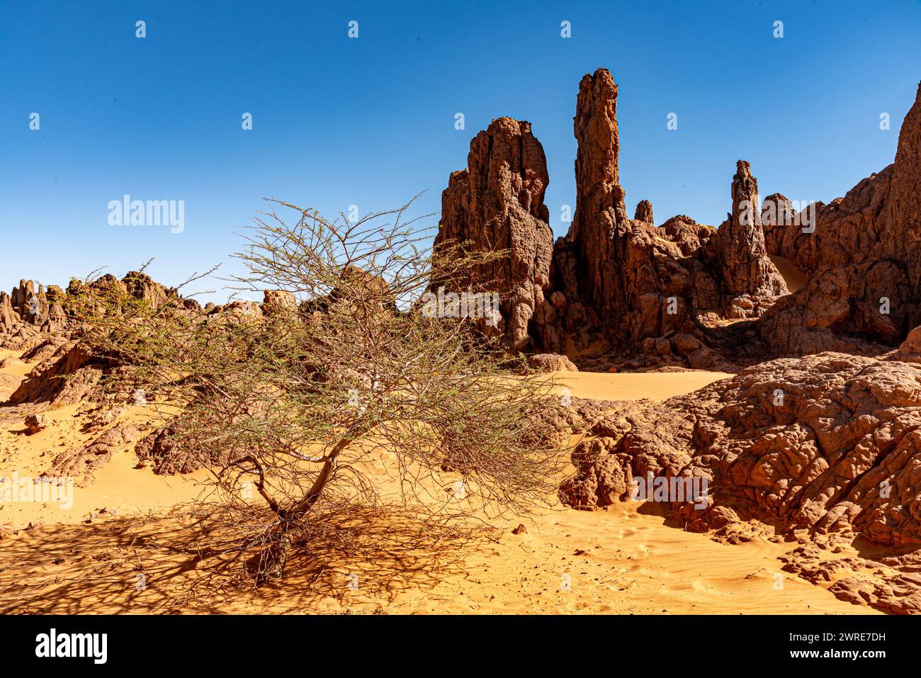 Sahara desert algeria tree hi-res stock photography and images - Alamy