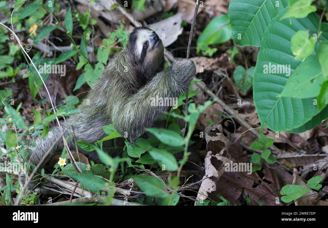 Algae covered sloth hi-res stock photography and images - Alamy