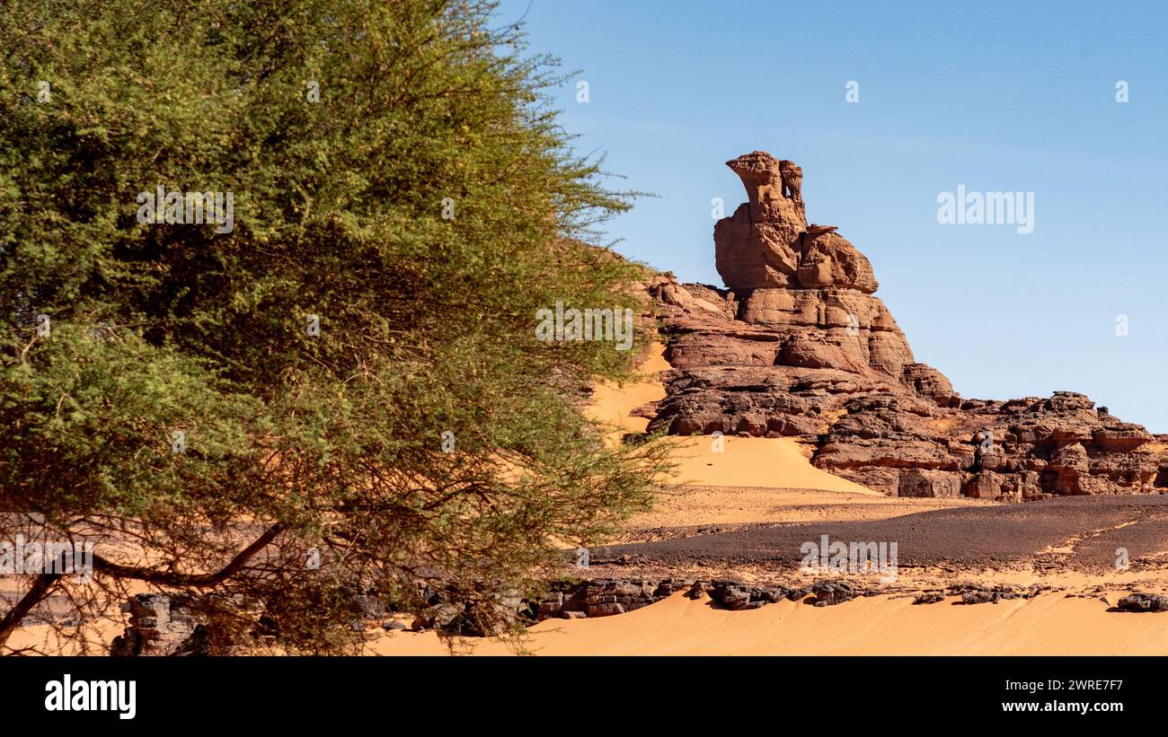 Tadrart landscape in the Sahara desert, Algeria. The foliage of an ...