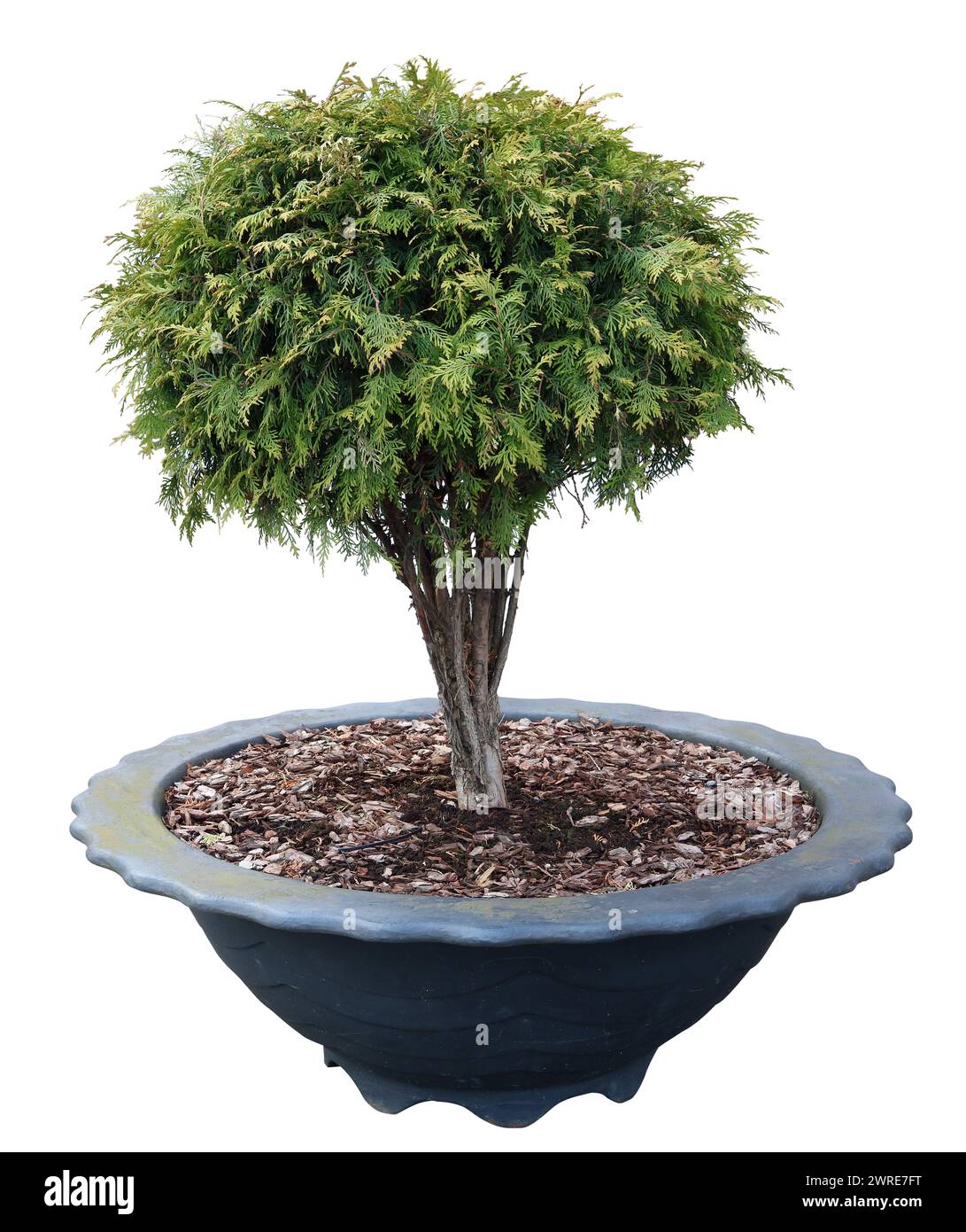 Small Coniferous Tree Growing In A Concrete Pot Isolated On White