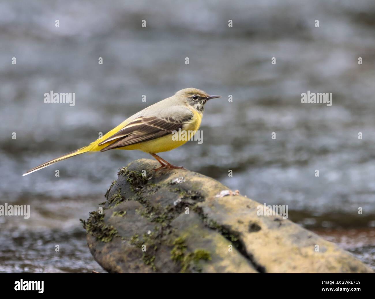 Watery environment hi-res stock photography and images - Alamy