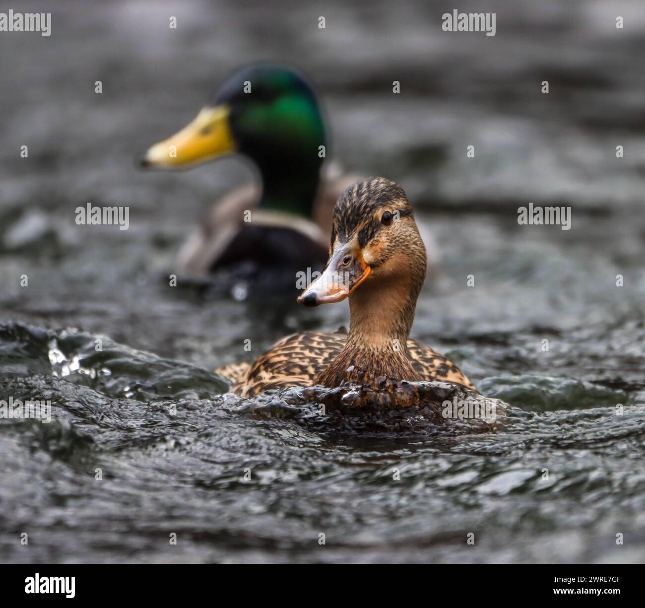 Two beautiful ducks gracefully gliding hi-res stock photography and ...