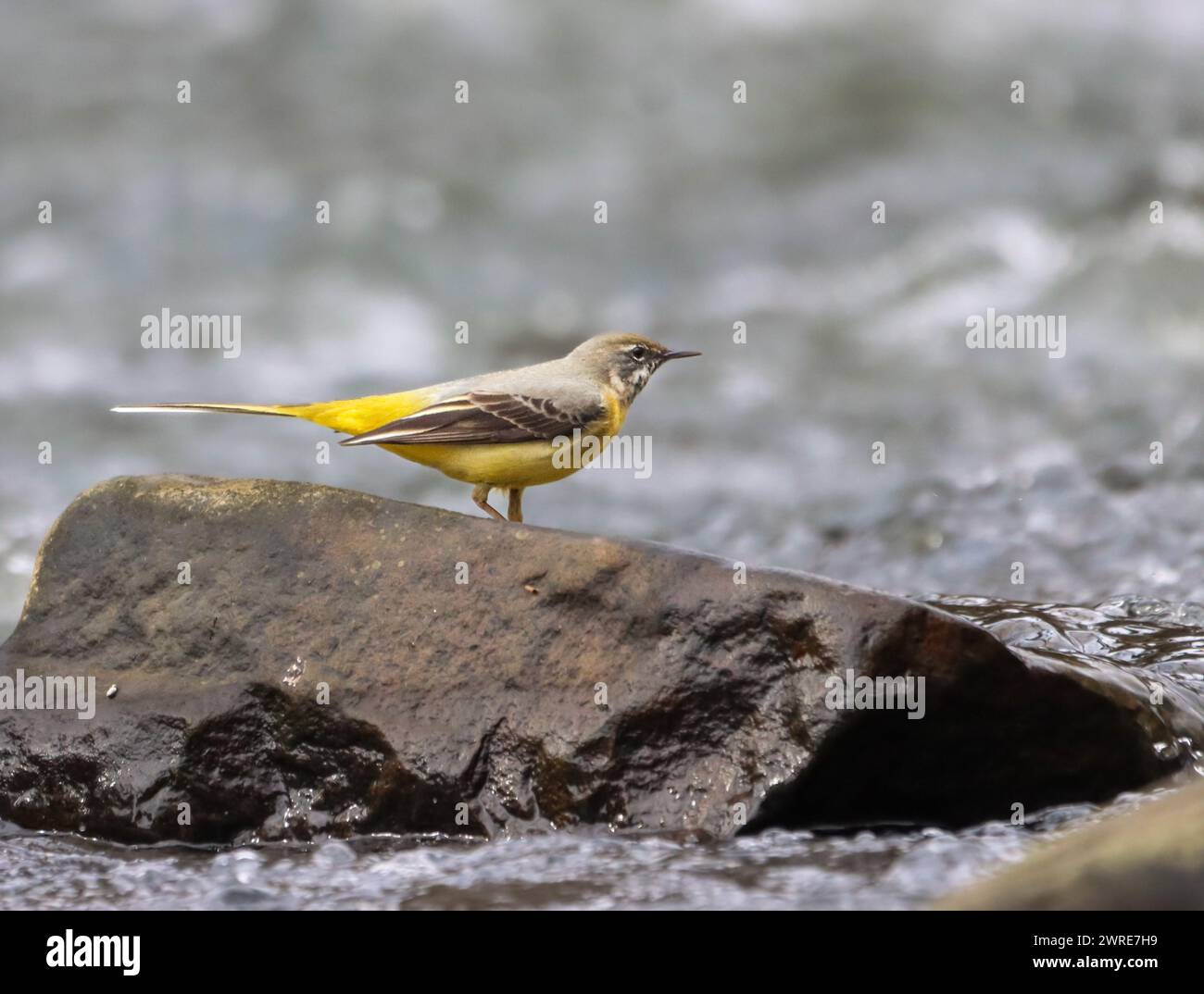 Watery environment hi-res stock photography and images - Alamy