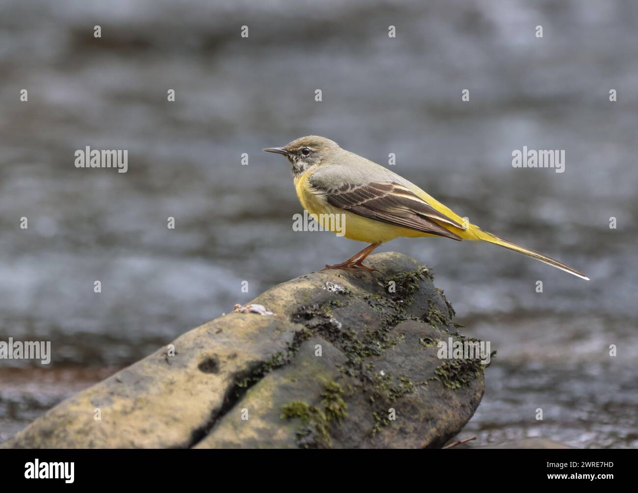 Watery environment hi-res stock photography and images - Alamy