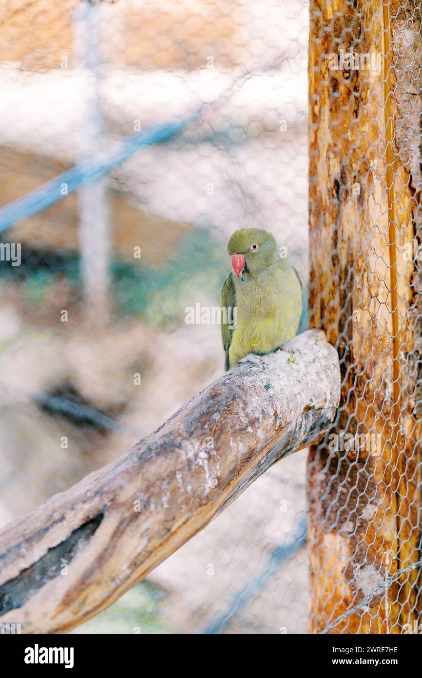 Kramer parrot hi-res stock photography and images - Alamy
