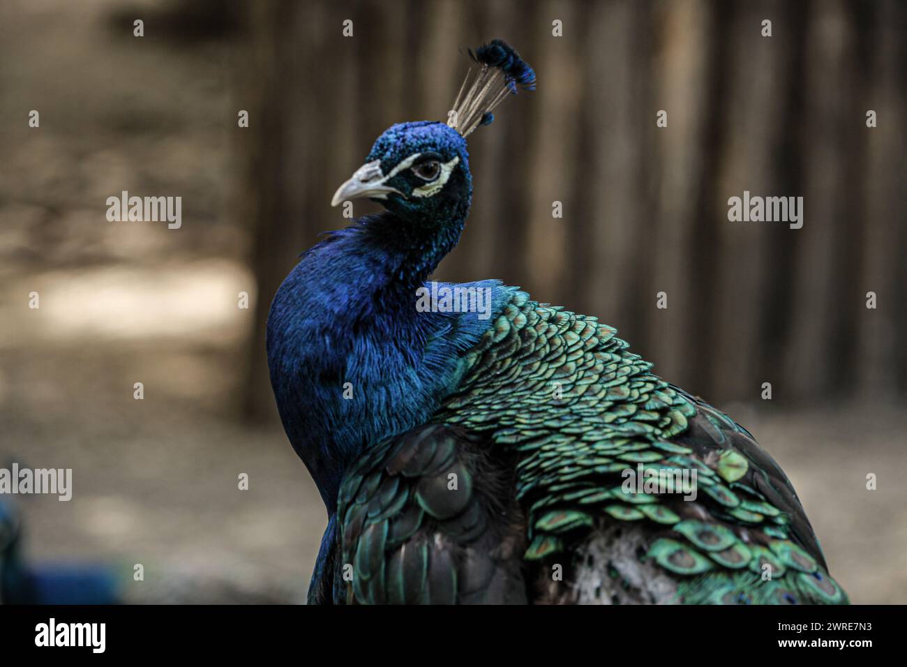 The picture shows a species of Asian bird called the Asian Peacock ...
