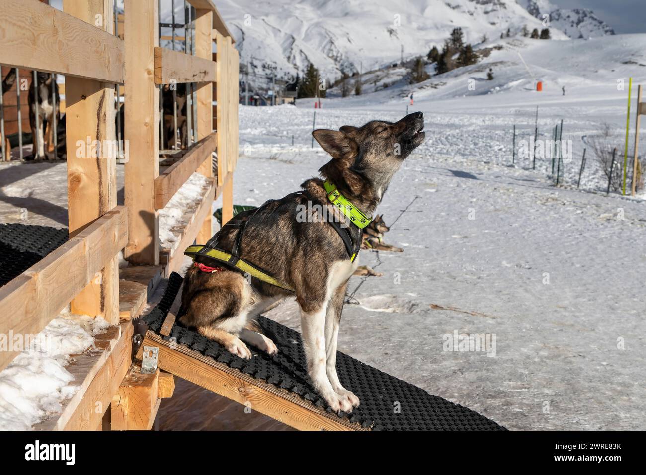 A wolfhound, the leader of a sled dog team sunbathing in front of a ...