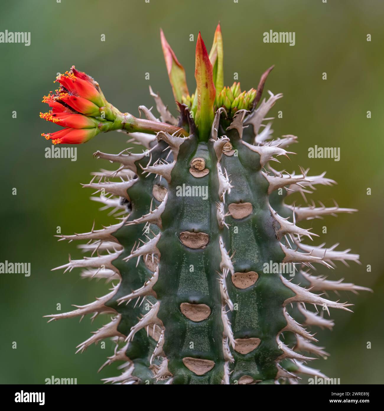 A blooming cactus with sharp spikes Stock Photo - Alamy
