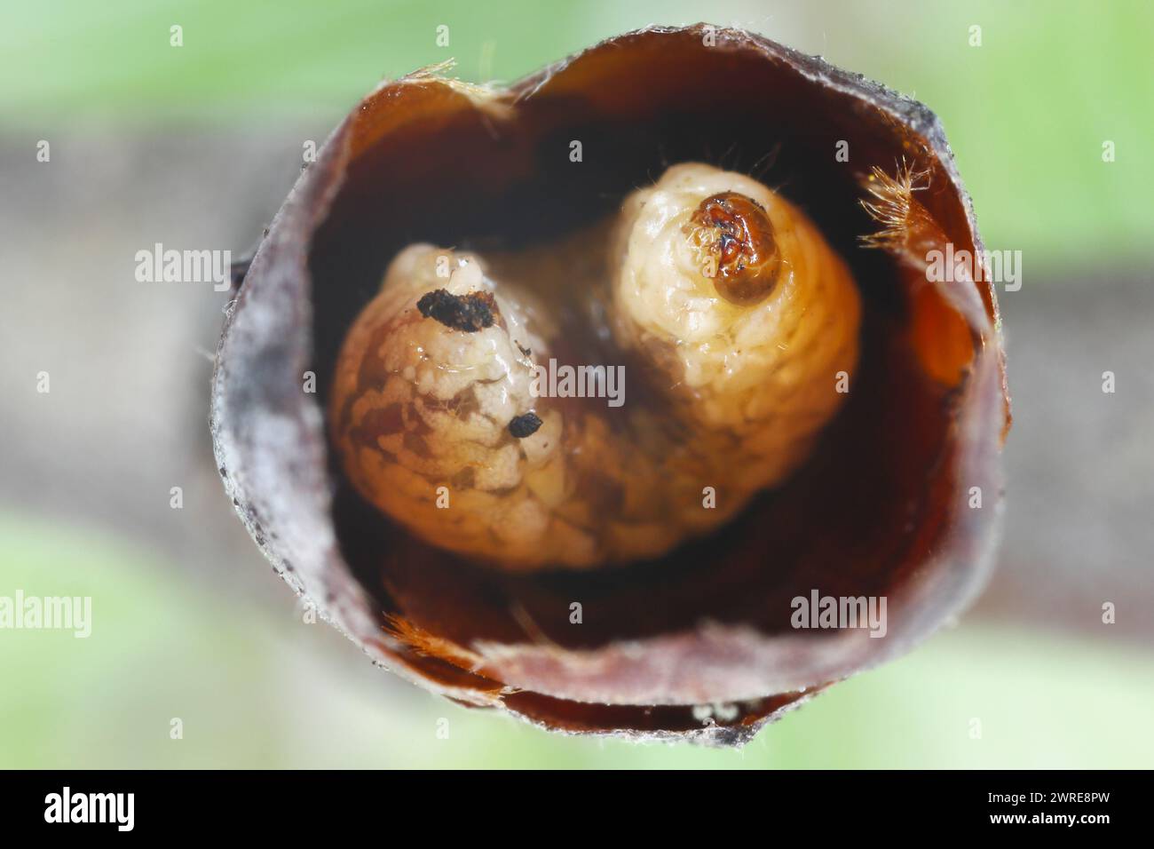 Pear weevil or pear blossom weevil (Anthonomus piri). A pest of pear ...