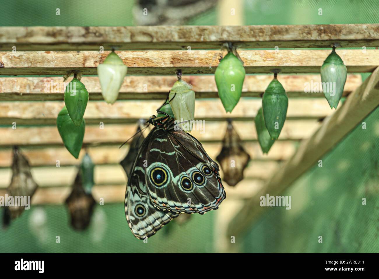 Monarch butterfly caterpillar cocoon hi-res stock photography and ...