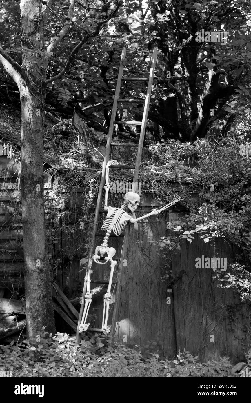 Human skeleton on ladder appearing to clear brambles off overgrown log ...