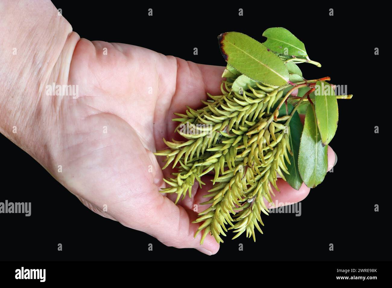 Alder tree seeds hi-res stock photography and images - Alamy