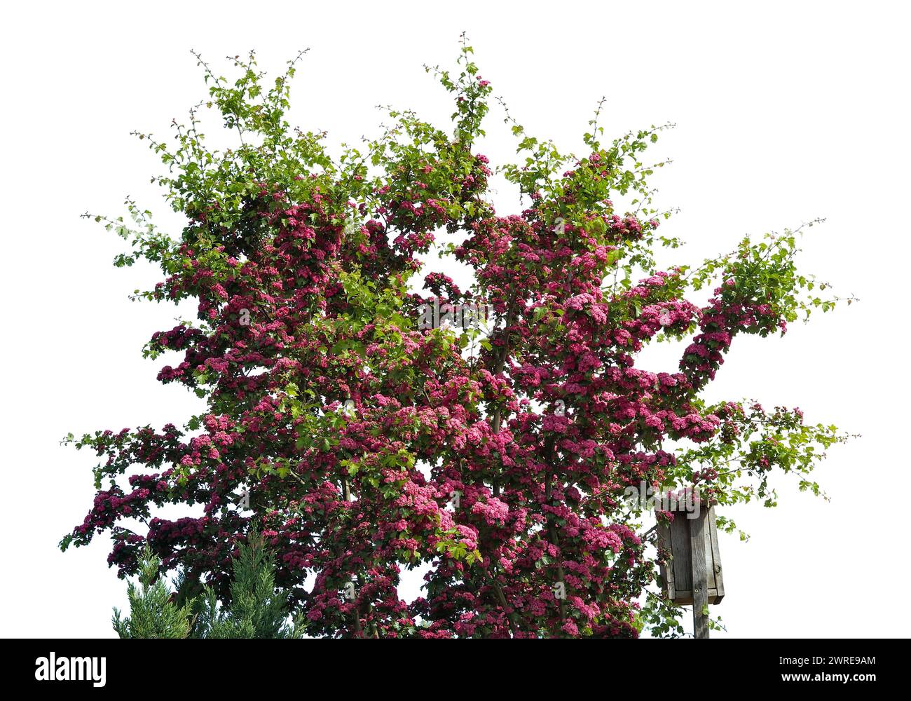 Hawthorn tree blooms with pink flowers in spring. Isolated on white ...