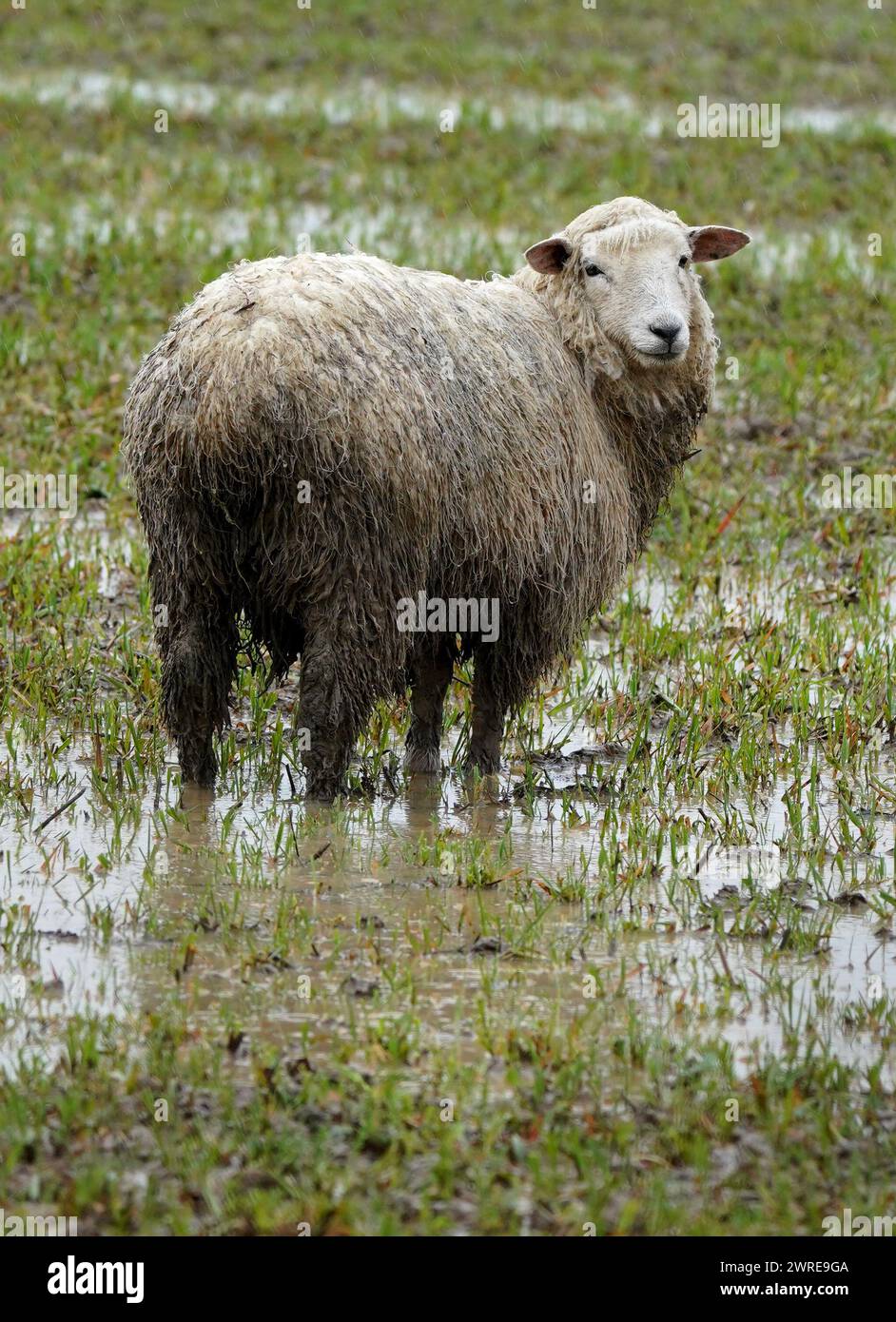 A wet and muddy sheep stands in a flooded field during heavy rain on the Romney Marsh in Kent ...