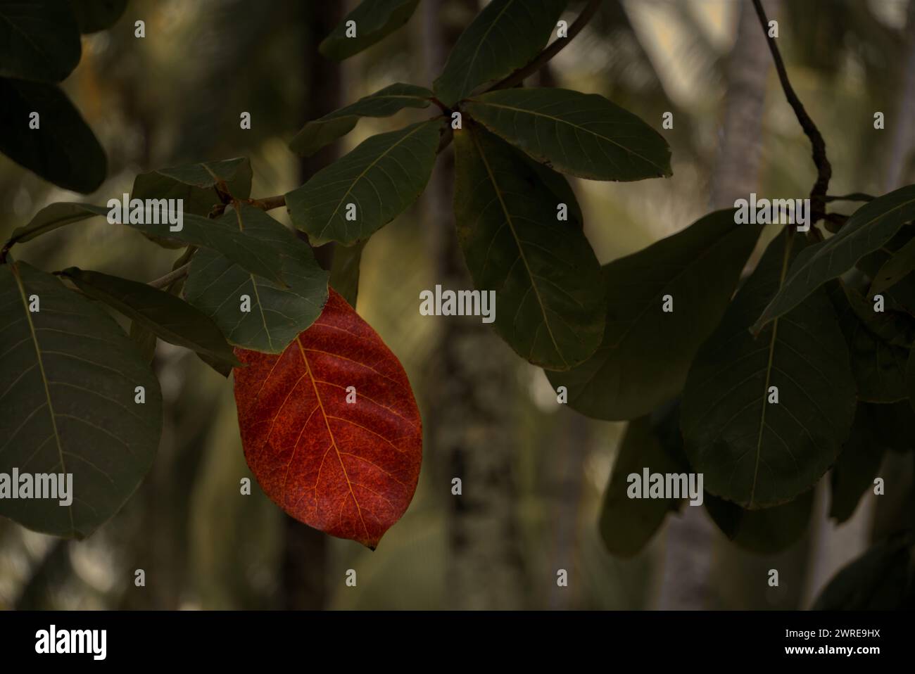 A Red Ficus Benghalensis Leaf Stock Photo - Alamy