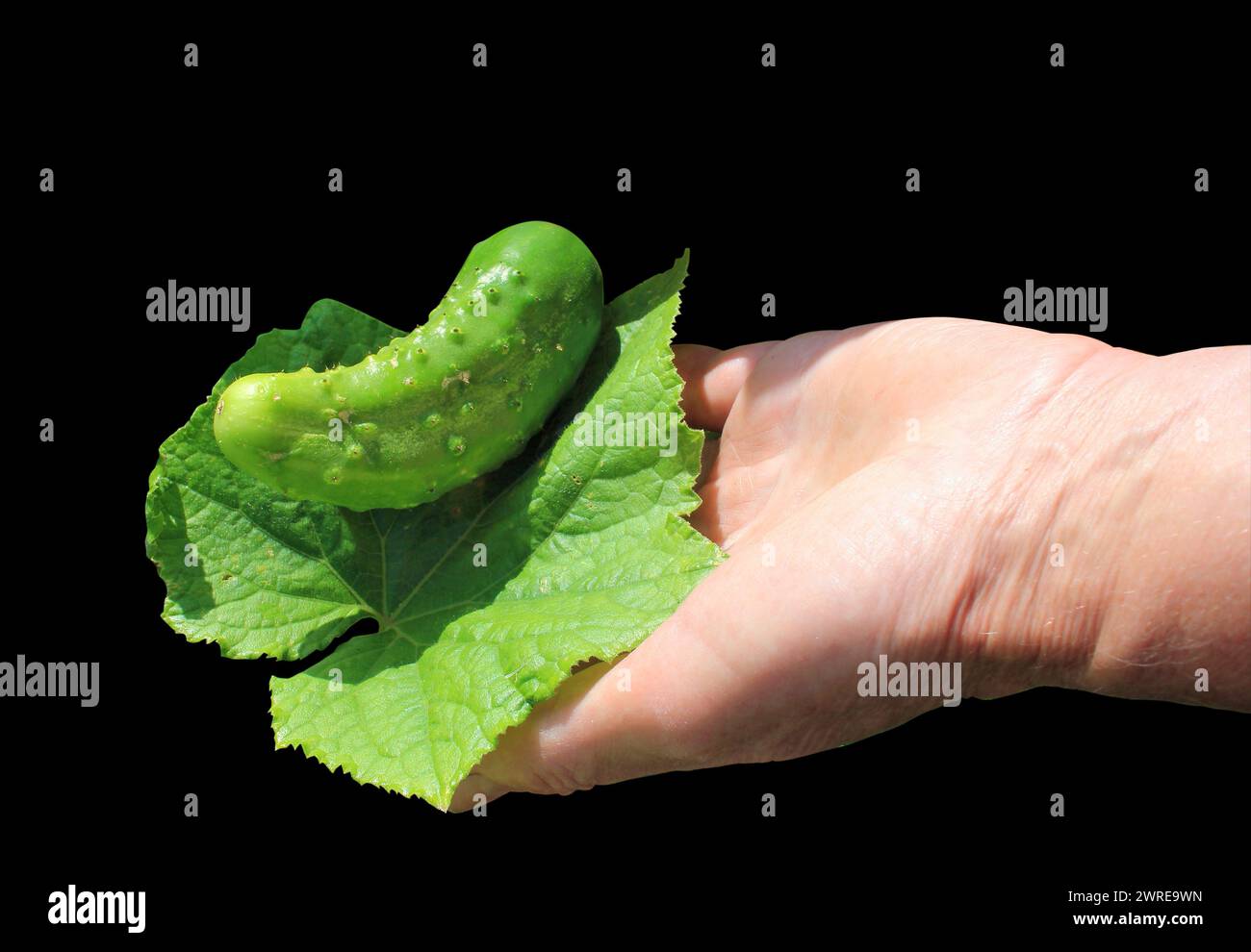 The farmer holding cucumber in hand isolated Stock Photo - Alamy