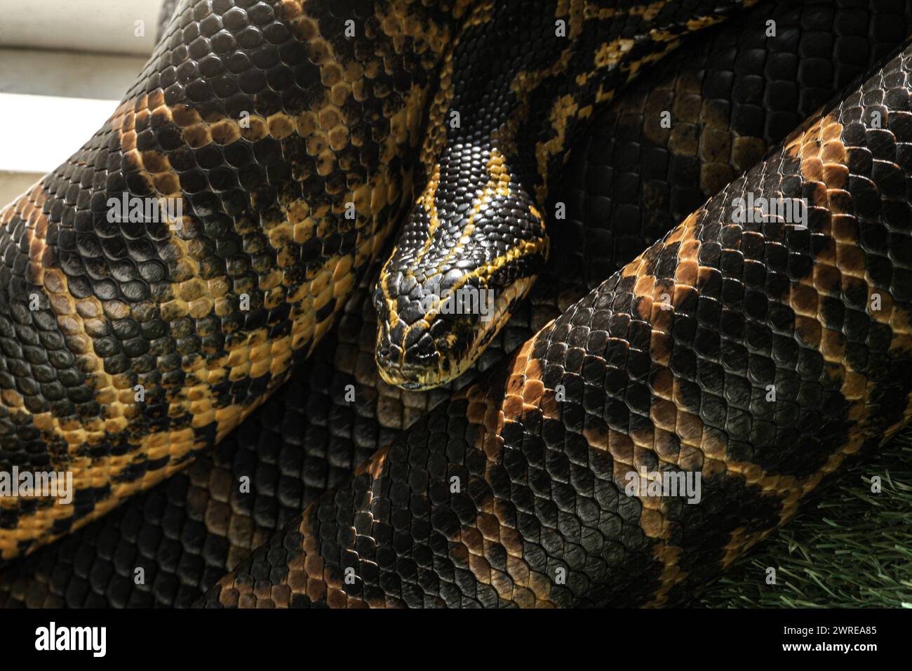 Yellow anaconda caught while warming up in the sun but very attentive ...