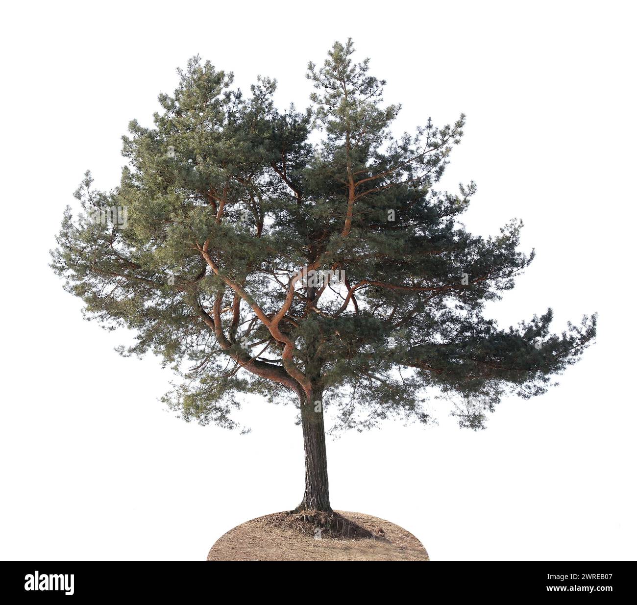 Crooked pine tree hi-res stock photography and images - Alamy