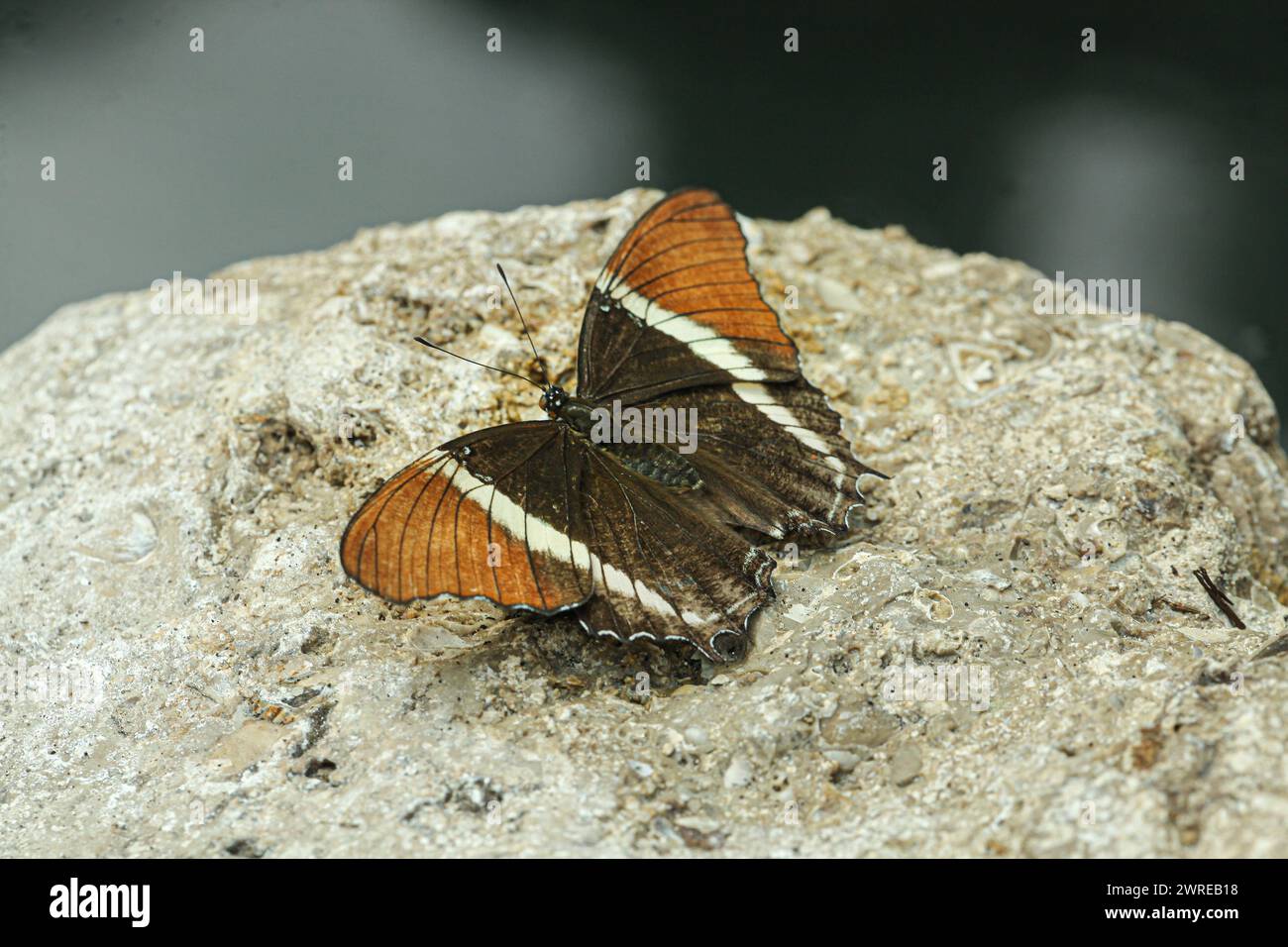 On a stone, the butterflies named Siproeta epaphus were caught and ...