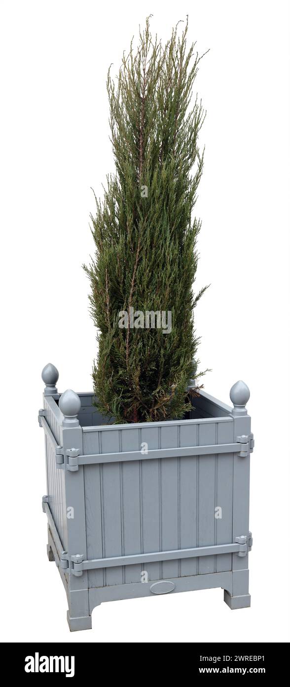 Small Coniferous Tree Growing In A Metal Gray Pot Isolated On White