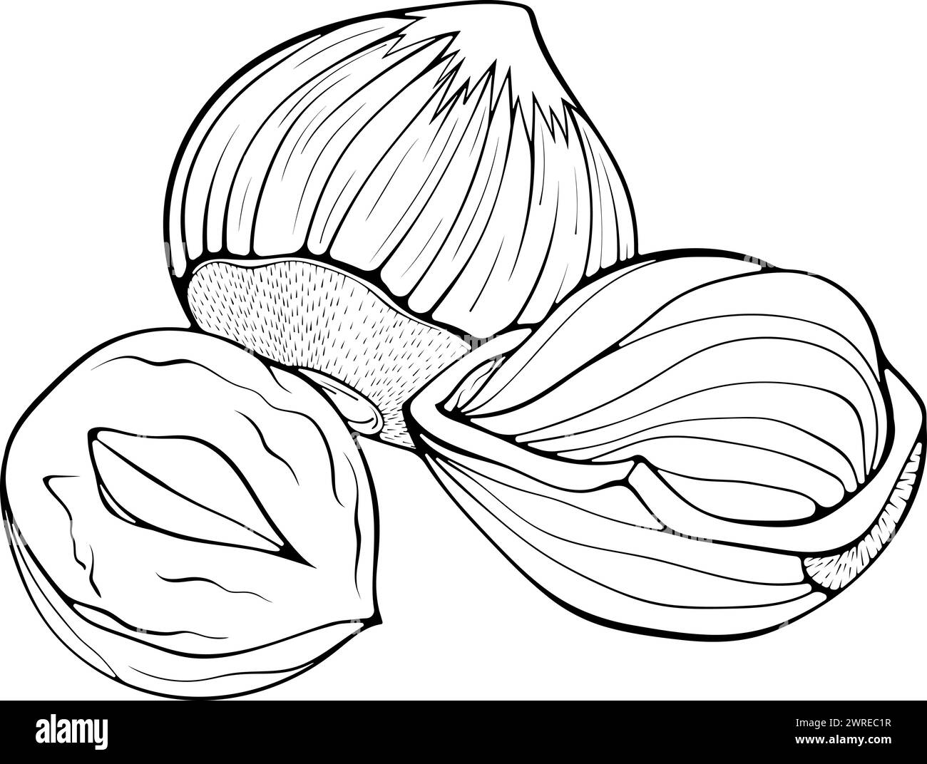 Peeled and in shell hazelnuts line art Stock Vector Image & Art - Alamy