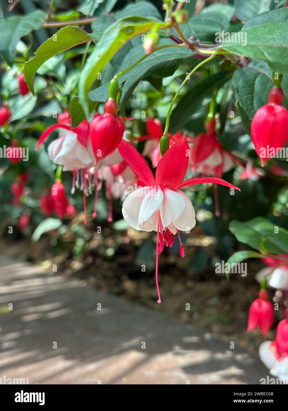 Vibrant floral branches hi-res stock photography and images - Alamy