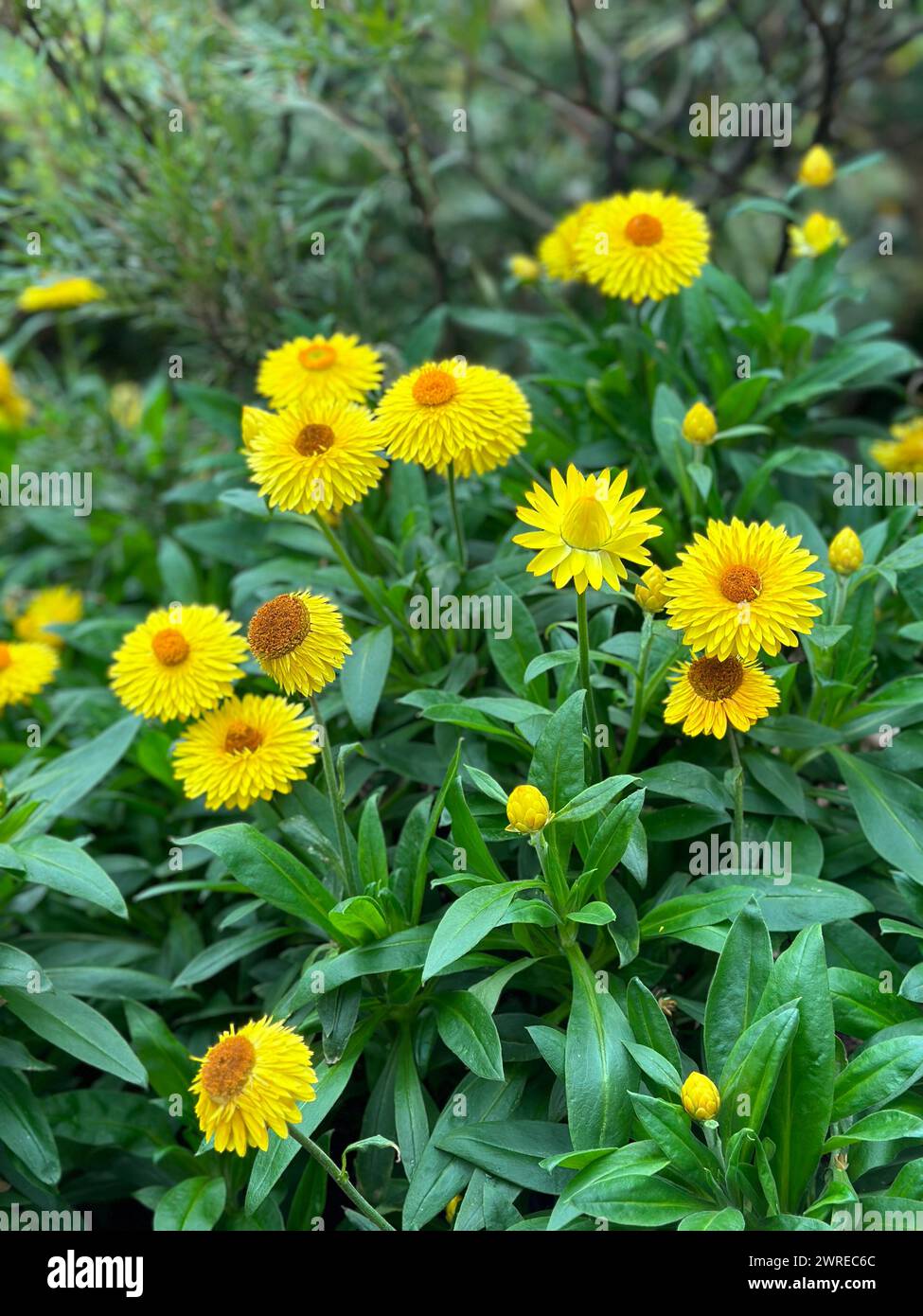 Vibrant yellow flowers in a field near shrubs Stock Photo - Alamy