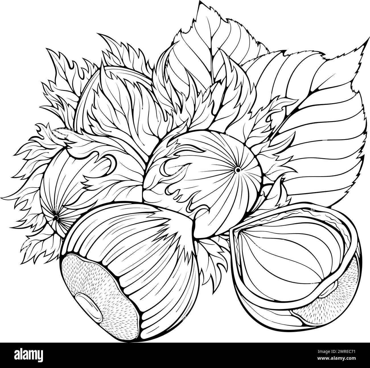 Composition with hazelnuts tree plant line art Stock Vector Image & Art ...