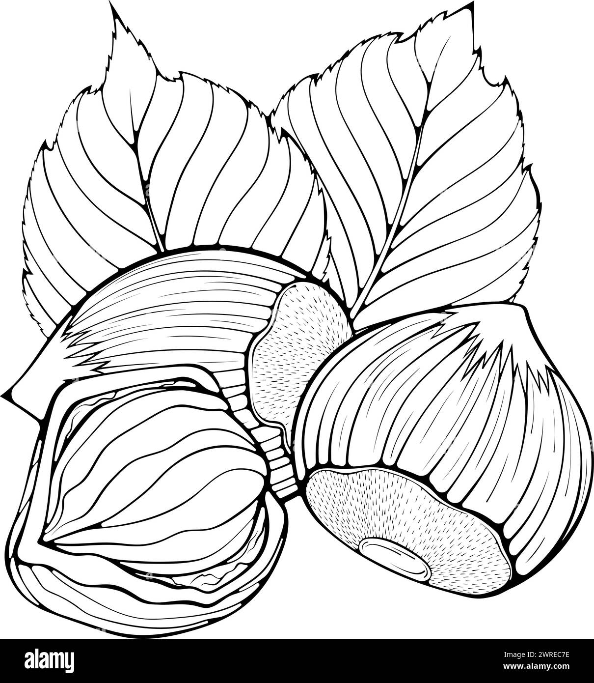 Peeled hazelnuts Stock Vector Images - Alamy