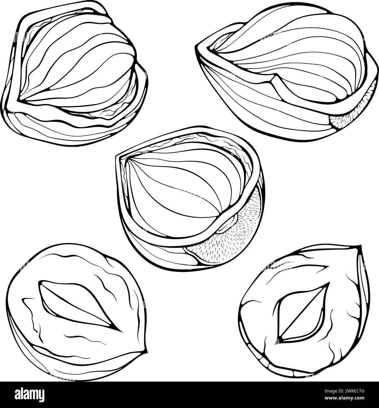 Set with whole and half hazelnuts line art Stock Vector Image & Art - Alamy