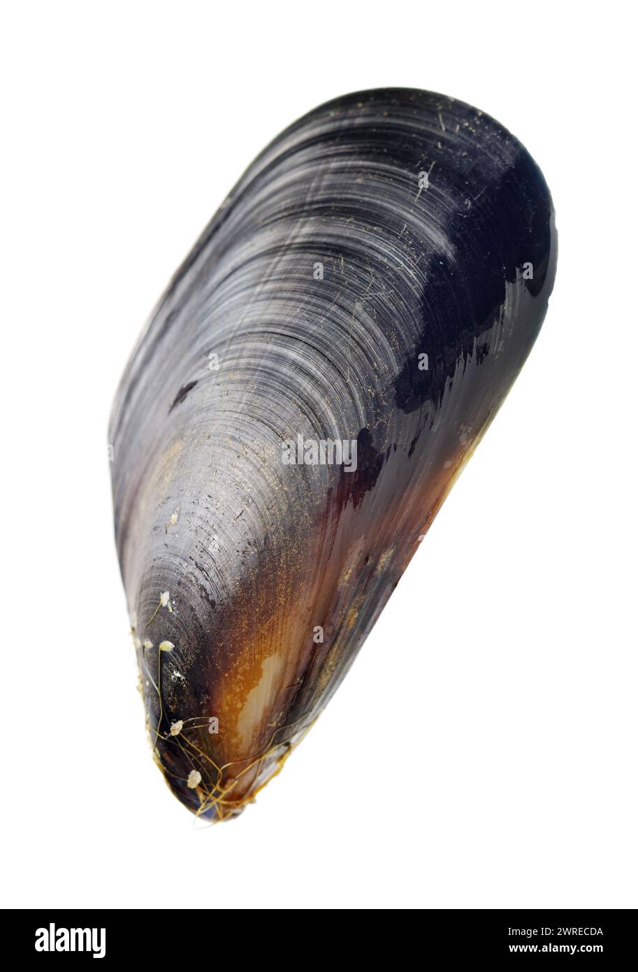 Fresh mussel on white background Stock Photo - Alamy
