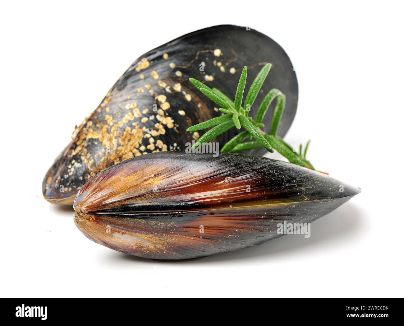 Fresh mussel on white background Stock Photo - Alamy