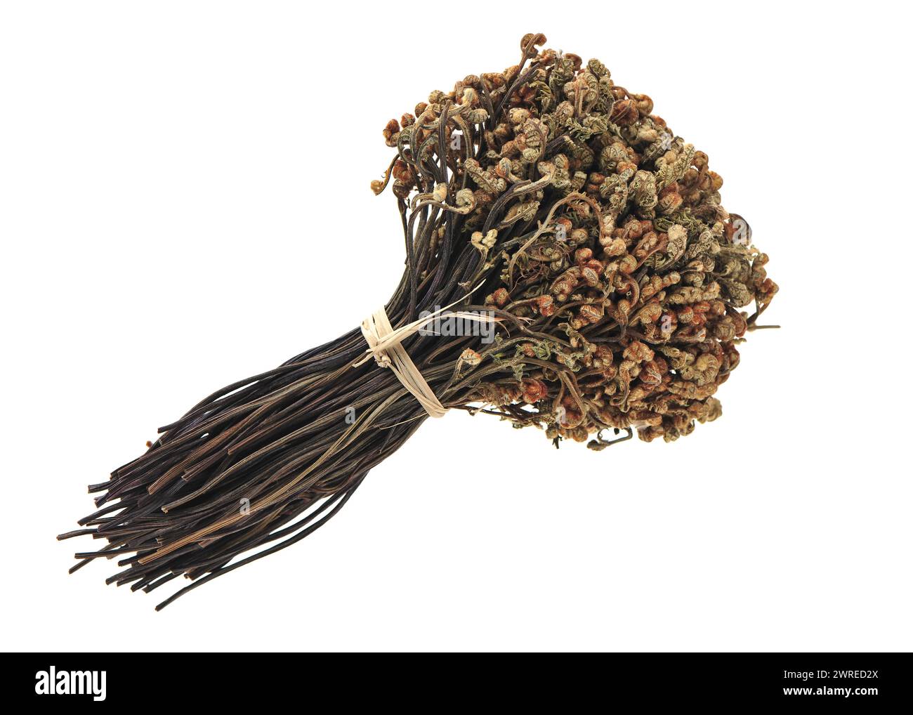 Dry fern bracken on white background Stock Photo - Alamy