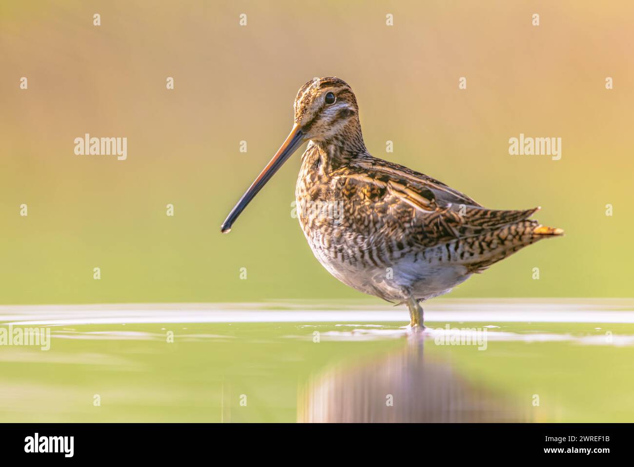Common snipe (Gallinago gallinago) is a small, stocky wader bird native ...