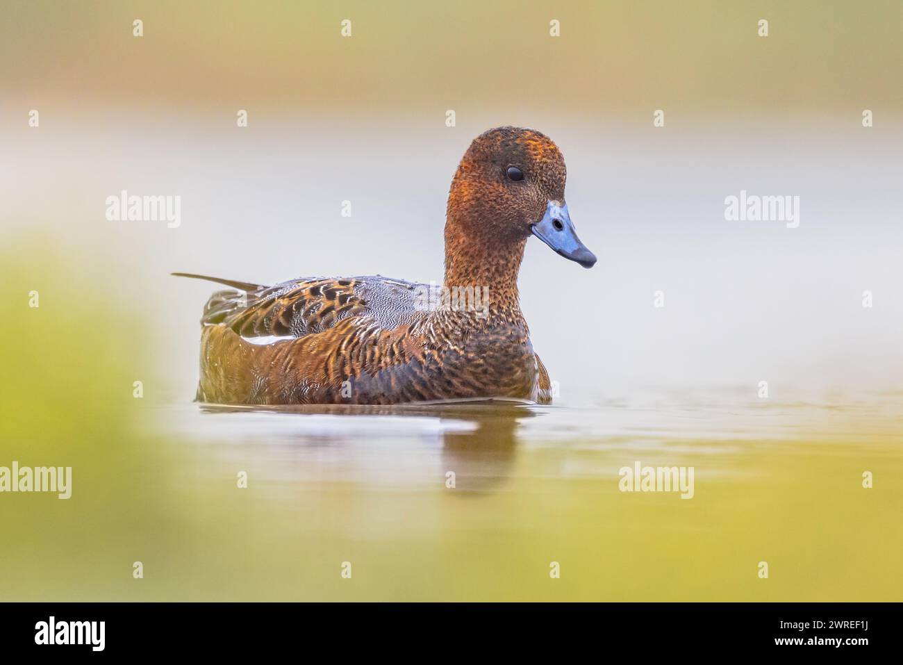 European Wigeon (Mareca penelope) in Eclipse plumage swimming in water ...